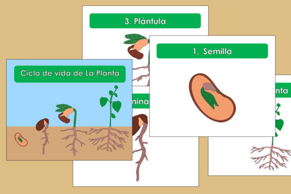BOTANICA – Creciendo Con Montessori