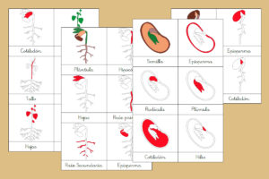 BOTANICA – Creciendo Con Montessori