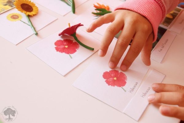 Tarjetas tres partes Tipos de Flores + Imprimible – Creciendo Con ...