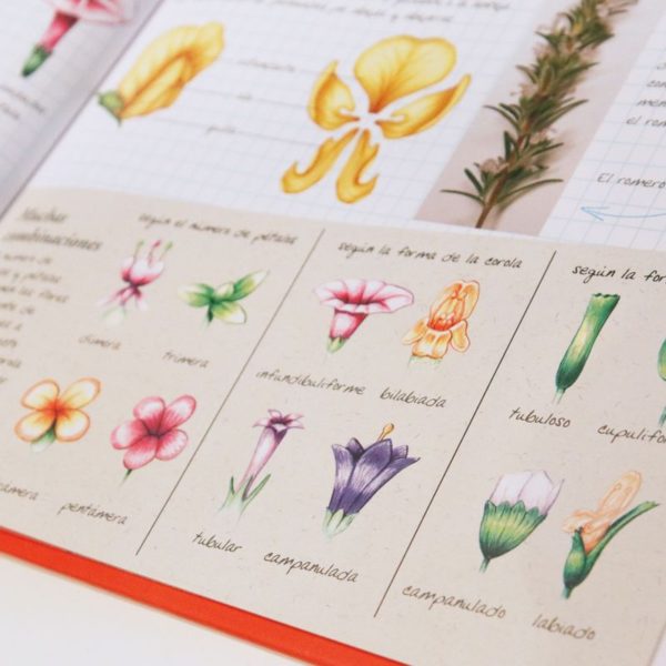 Tarjetas tres partes Tipos de Flores + Imprimible – Creciendo Con ...