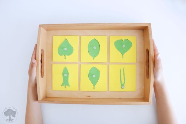 Tutorial Gabinete de Botánica Montessori DIY – Creciendo Con Montessori
