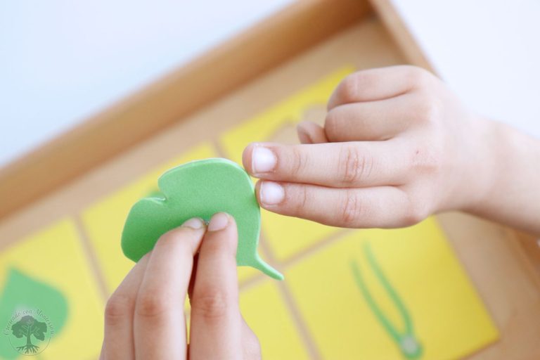 Tutorial Gabinete de Botánica Montessori DIY – Creciendo Con Montessori