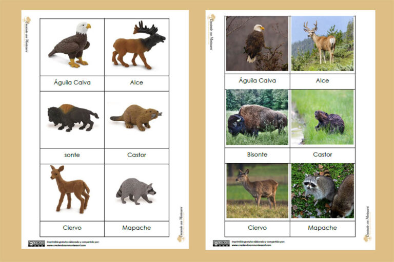 Clasificación de Animales de Agua, Tierra y Aire – Creciendo Con Montessori