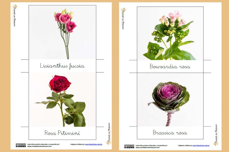 Imprimible Tarjetas Montessori – Más de 100 flores – Creciendo Con ...