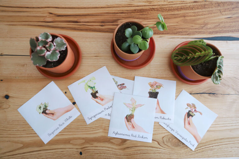 Aprender diferentes tipos de plantas al estilo Montessori – Imprimible ...