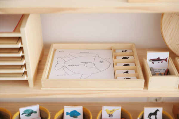 Estantería Montessori de Zoología para 4-5 años – Creciendo Con Montessori