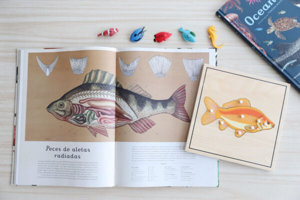 Estantería Montessori de Zoología para 4-5 años – Creciendo Con Montessori