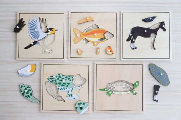 Estantería Montessori de Zoología para 4-5 años – Creciendo Con Montessori